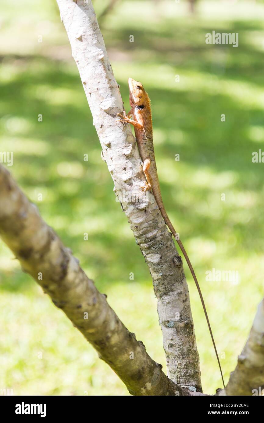 brown Lizard, asian lizard or tree lizard on the tree Stock Photo - Alamy
