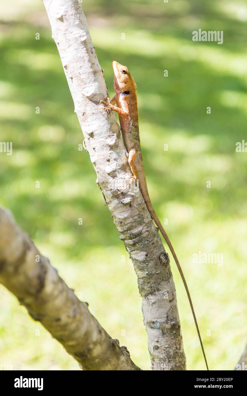 brown Lizard, asian lizard or tree lizard on the tree Stock Photo - Alamy