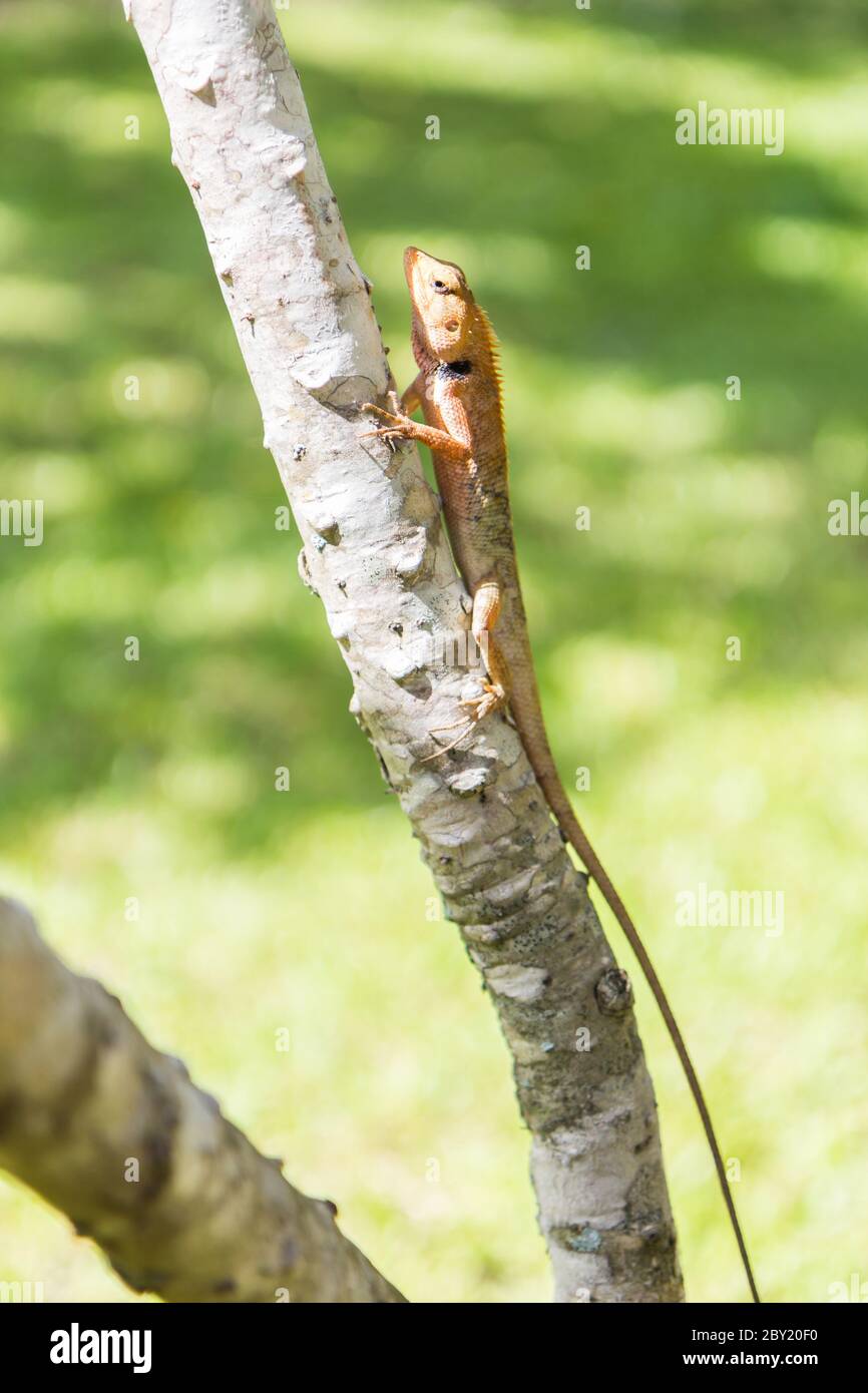 Asian lizard hi-res stock photography and images - Alamy