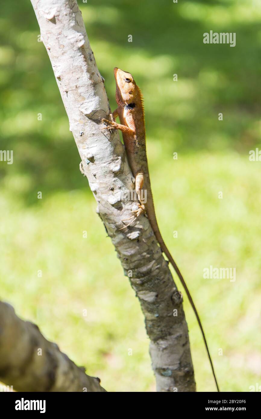 Snake plant caribbean hi-res stock photography and images - Alamy