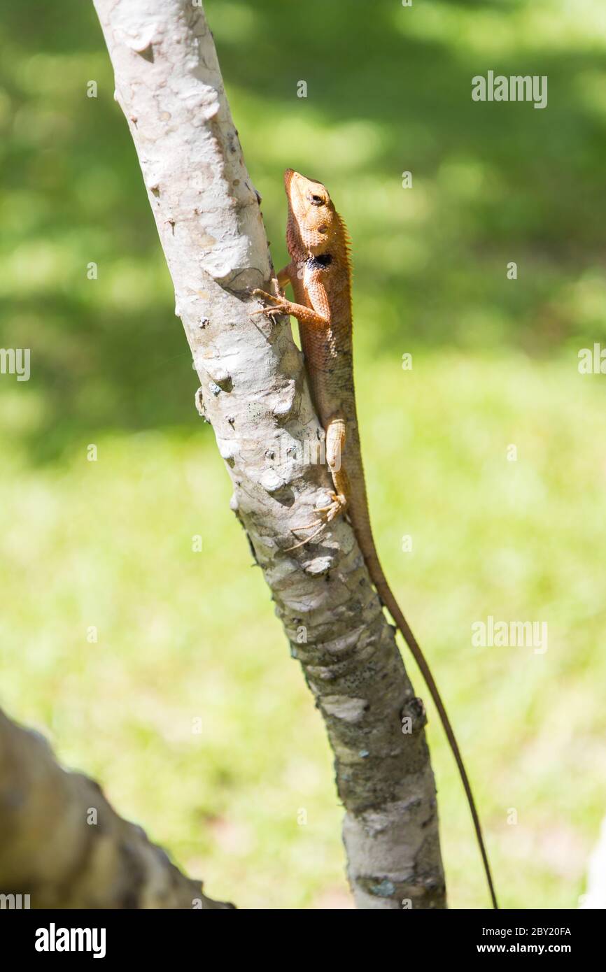 Asian lizard hi-res stock photography and images - Alamy