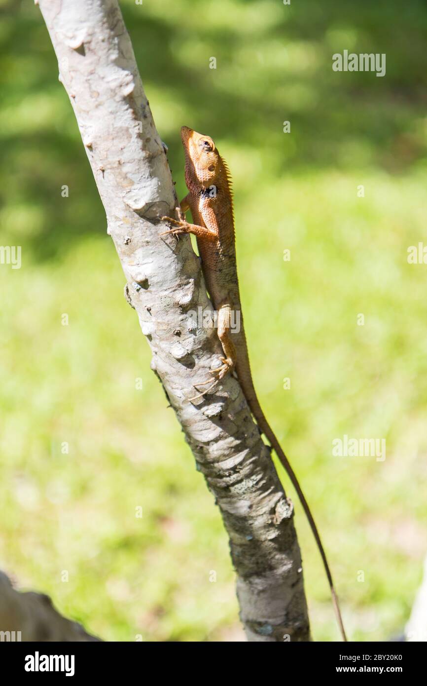 brown Lizard, asian lizard or tree lizard on the tree Stock Photo - Alamy