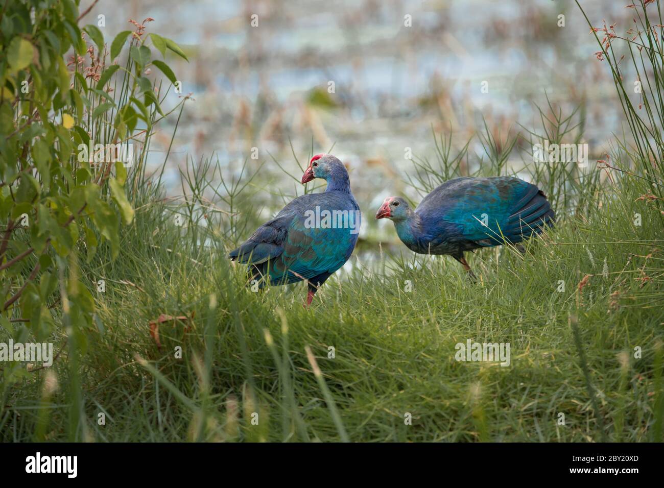 Purple swamp hen in green grasess with beautiful background Stock Photo ...