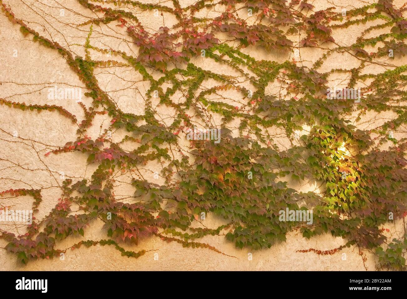 Old trees twisted ivy hi-res stock photography and images - Alamy