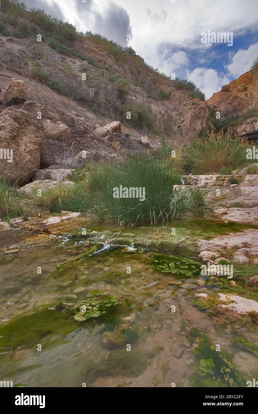 Desert stream moss hi-res stock photography and images - Alamy