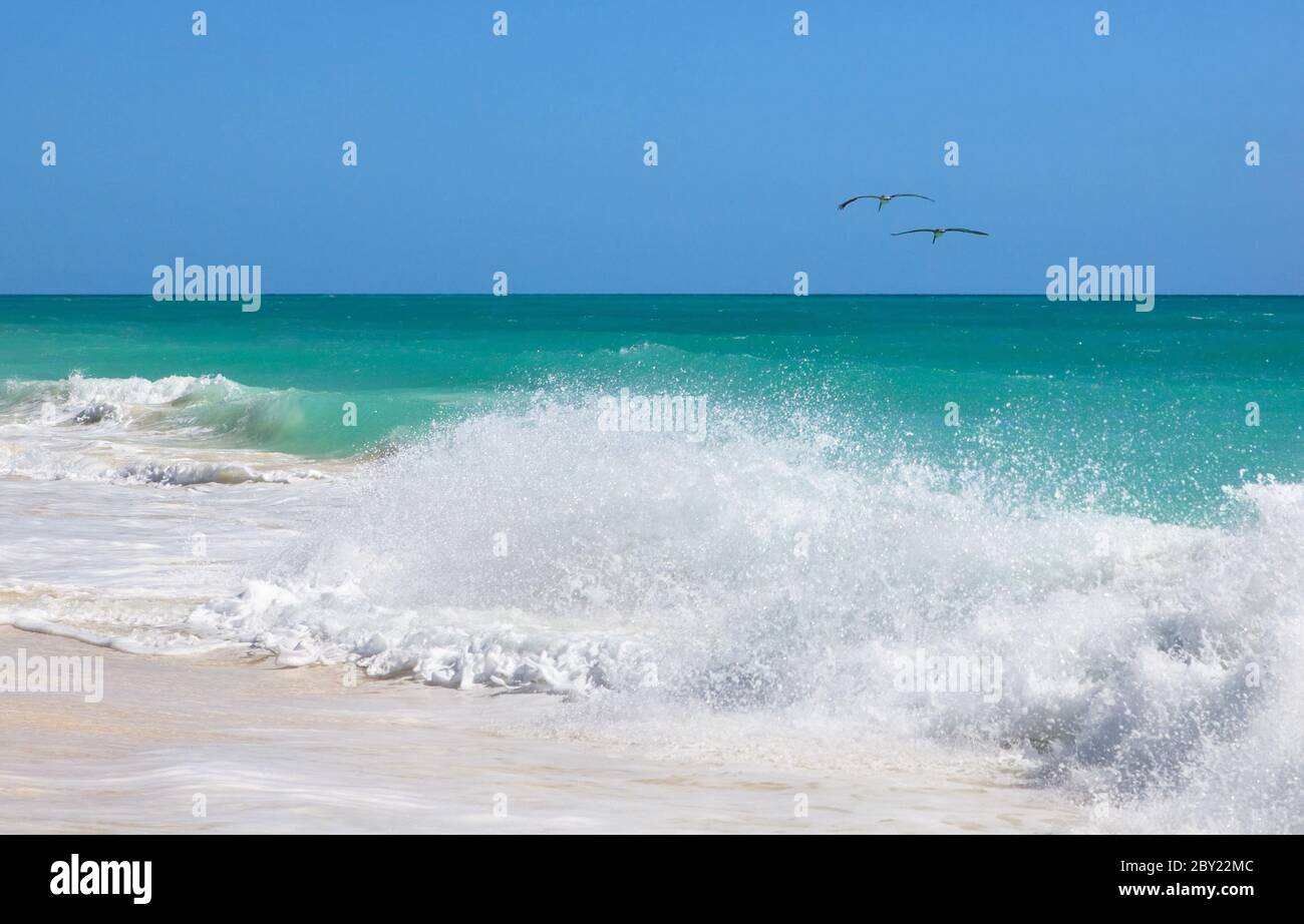Two pelicans flying over the Atlantic ocean. Cayo Guillermo. Cuba Stock ...