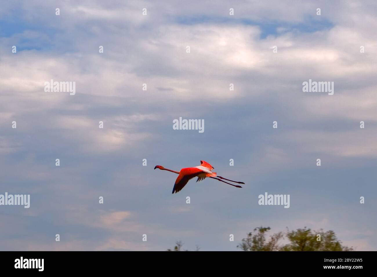 Leader flock hi-res stock photography and images - Alamy