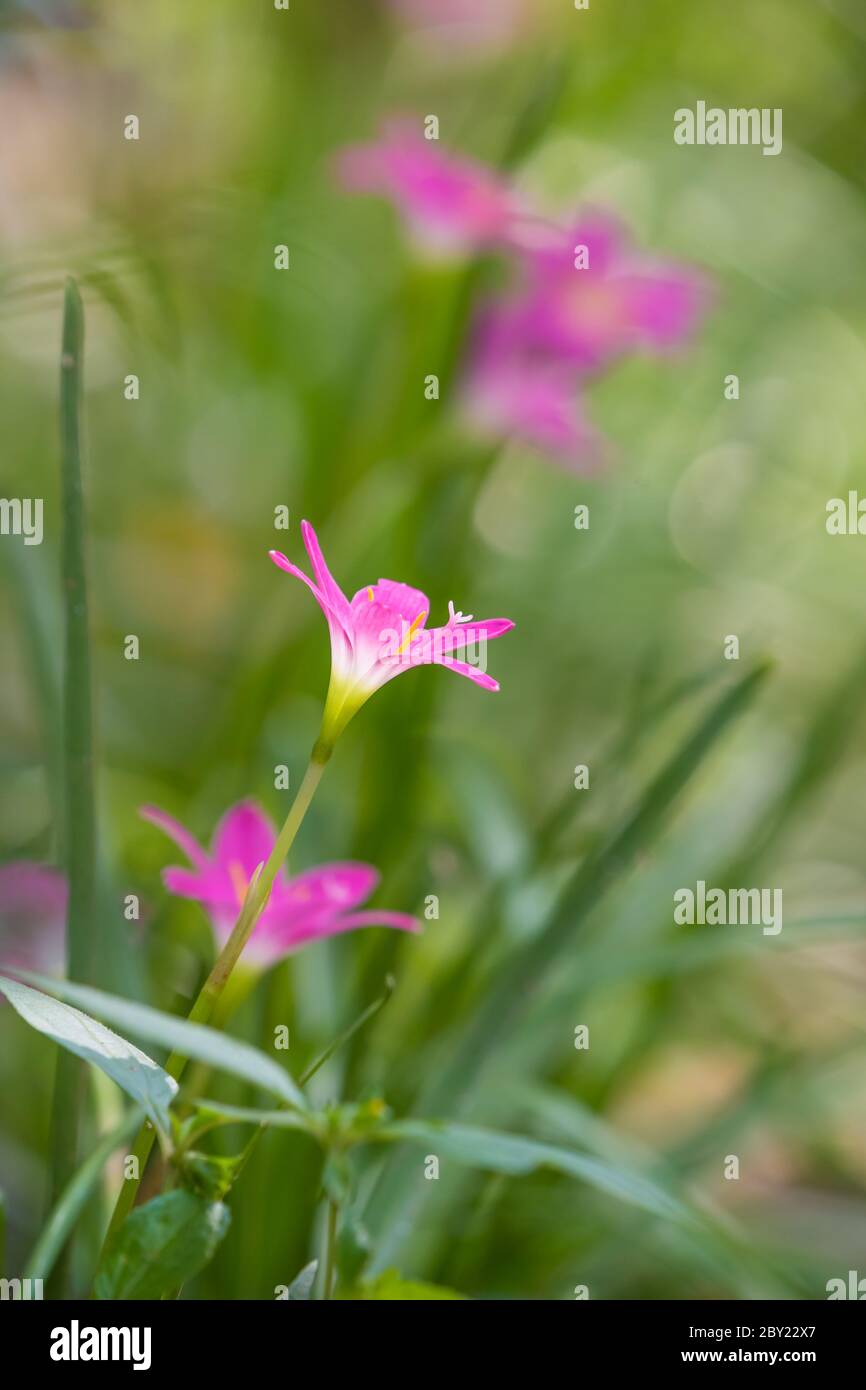 Lily pink morning hi-res stock photography and images - Alamy