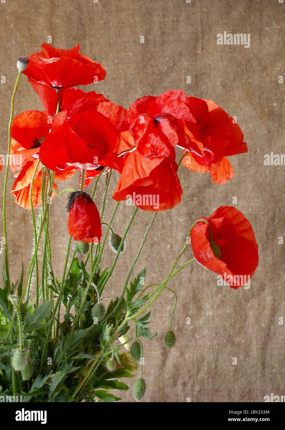 Poppies in the vase Stock Photo - Alamy