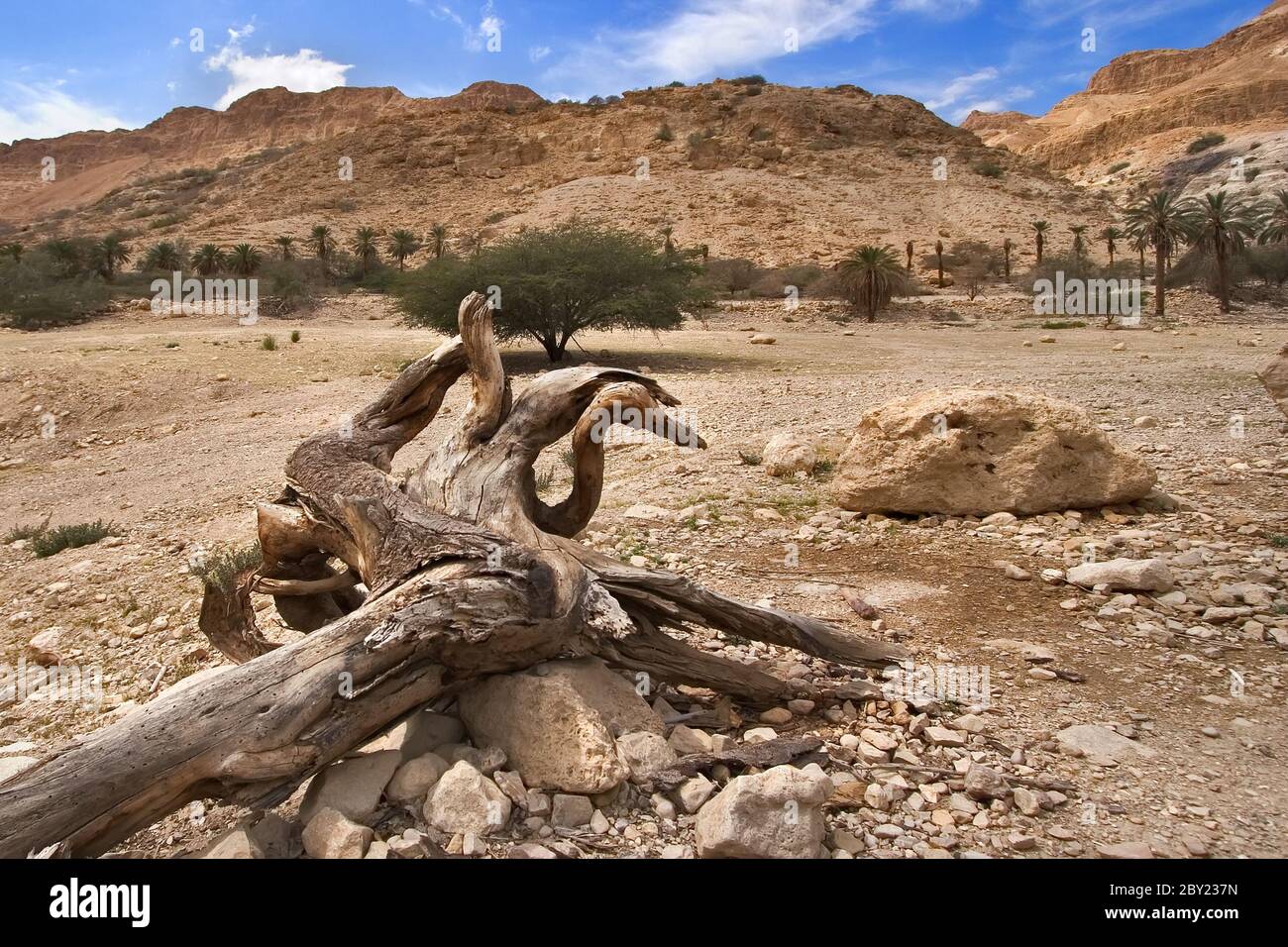 Dramatic tree stump hi-res stock photography and images - Alamy