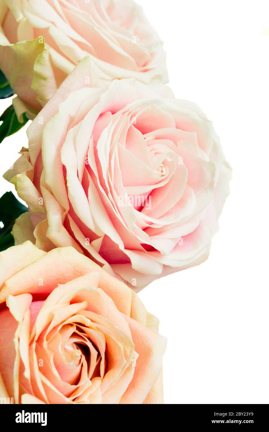 Border luxury pink roses hi-res stock photography and images - Alamy