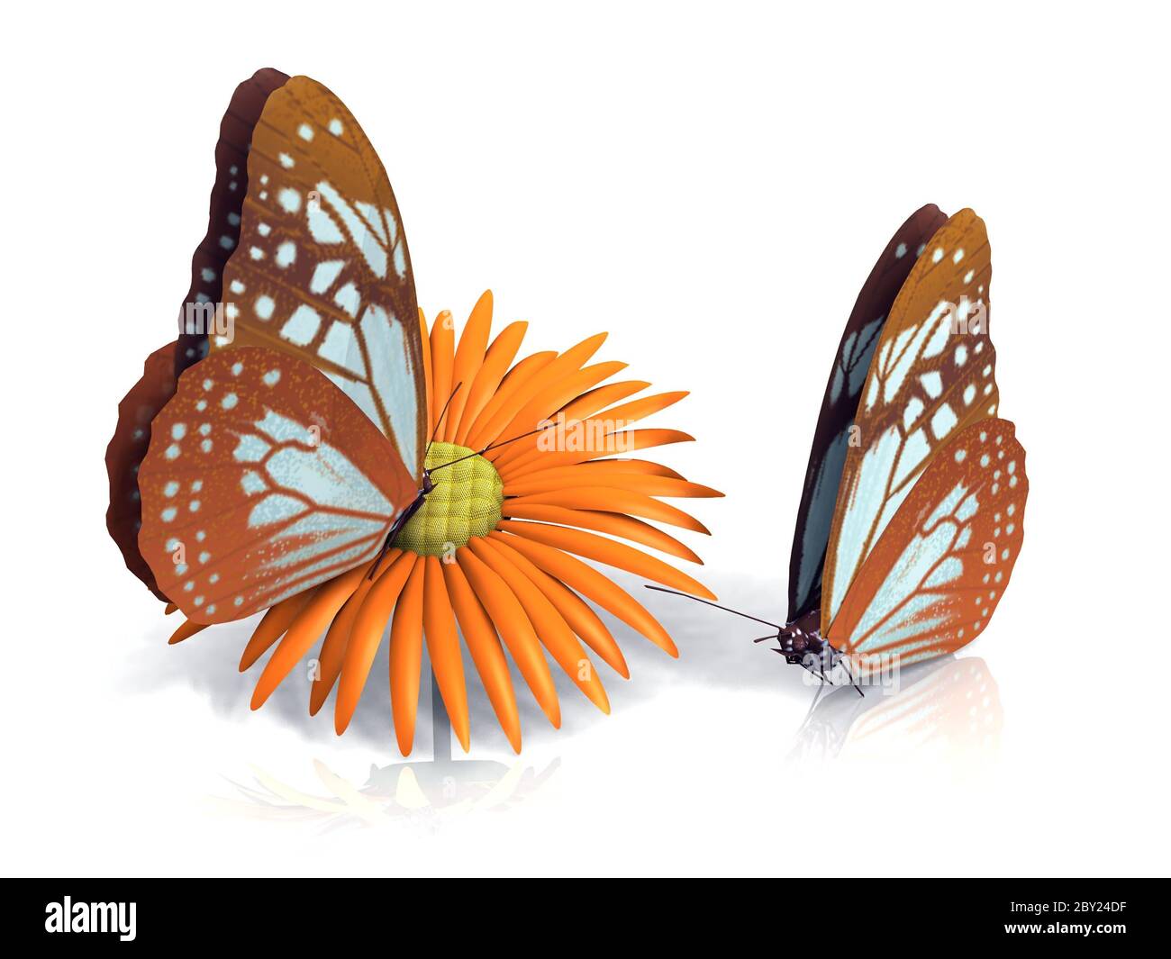 Butterfly chrysalis Cut Out Stock Images & Pictures - Alamy