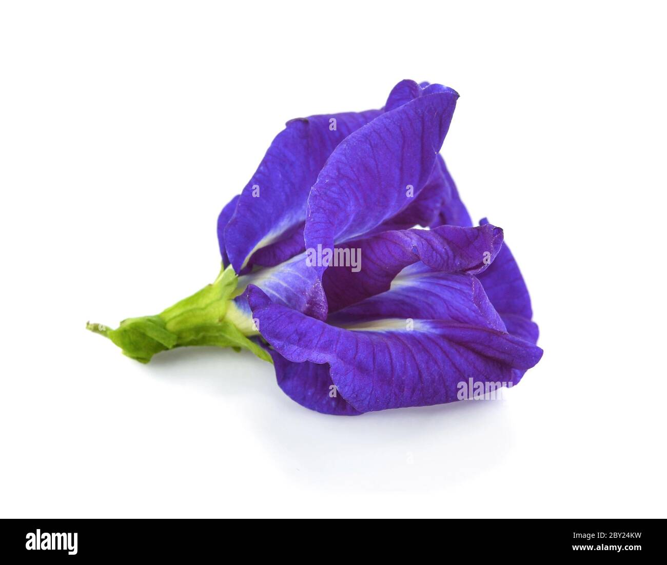Clitoria ternatea or Aparajita flower isolated on white background ...