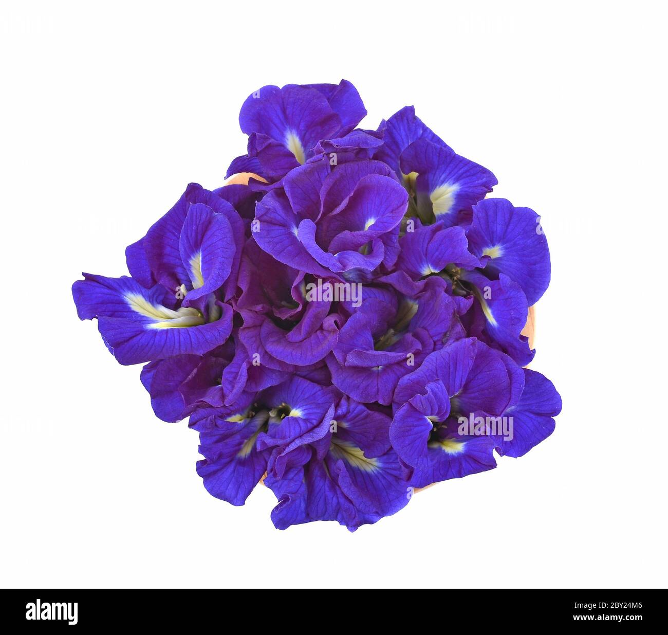 Top view of Clitoria ternatea or Aparajita flower isolated on white ...