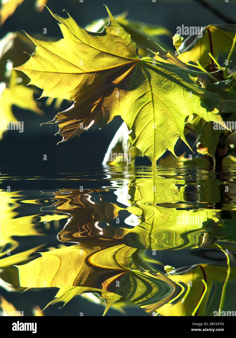 leaf and water Stock Photo - Alamy