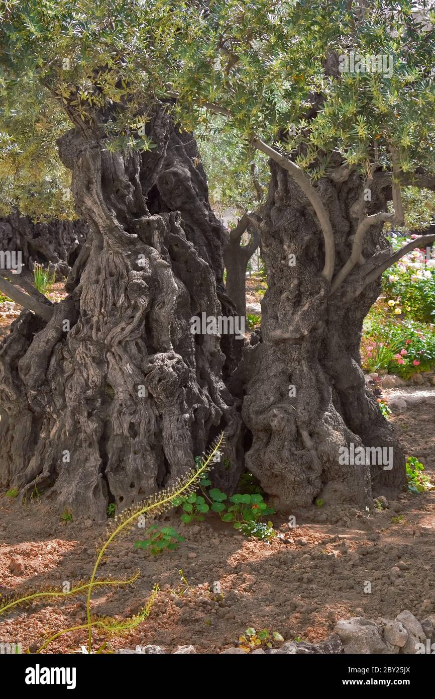 Ancient olive tree Stock Photo - Alamy