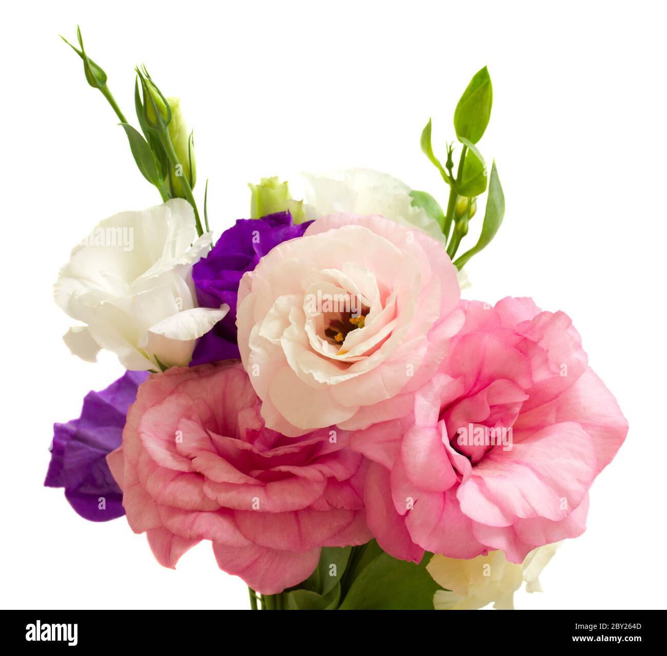 Eustoma blooms hi-res stock photography and images - Alamy