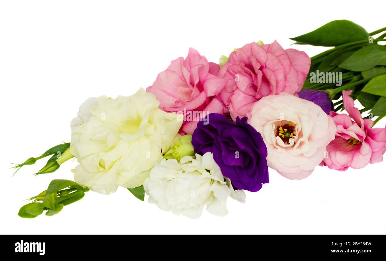 Eustoma blooms hi-res stock photography and images - Alamy