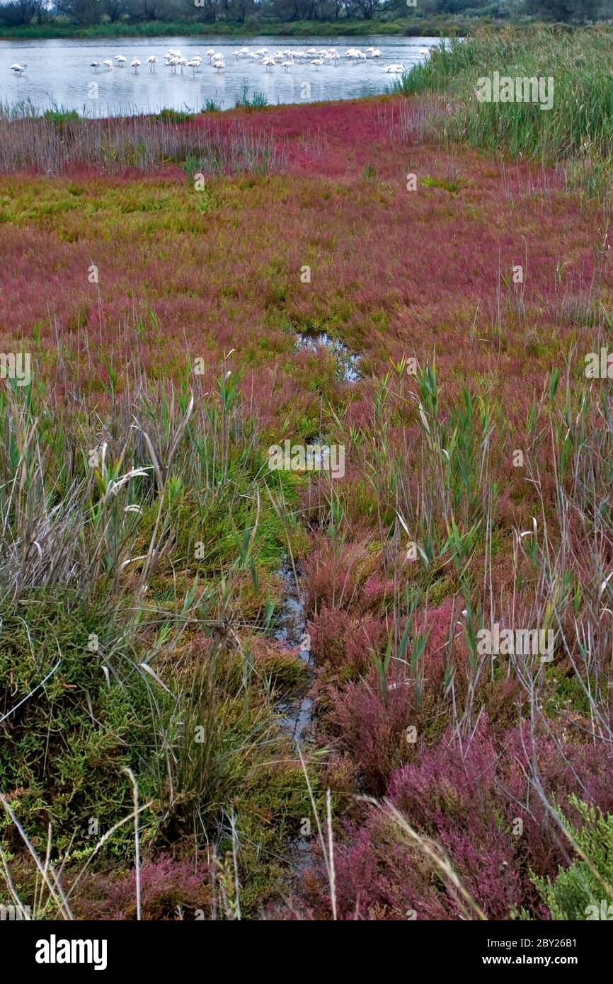 Swamped pond hi-res stock photography and images - Alamy