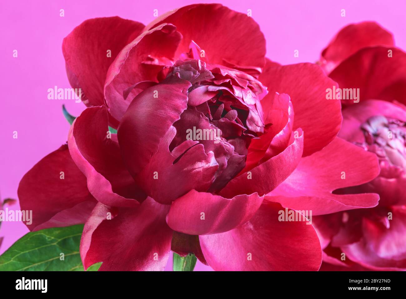 Bright red peonies close hi-res stock photography and images - Alamy