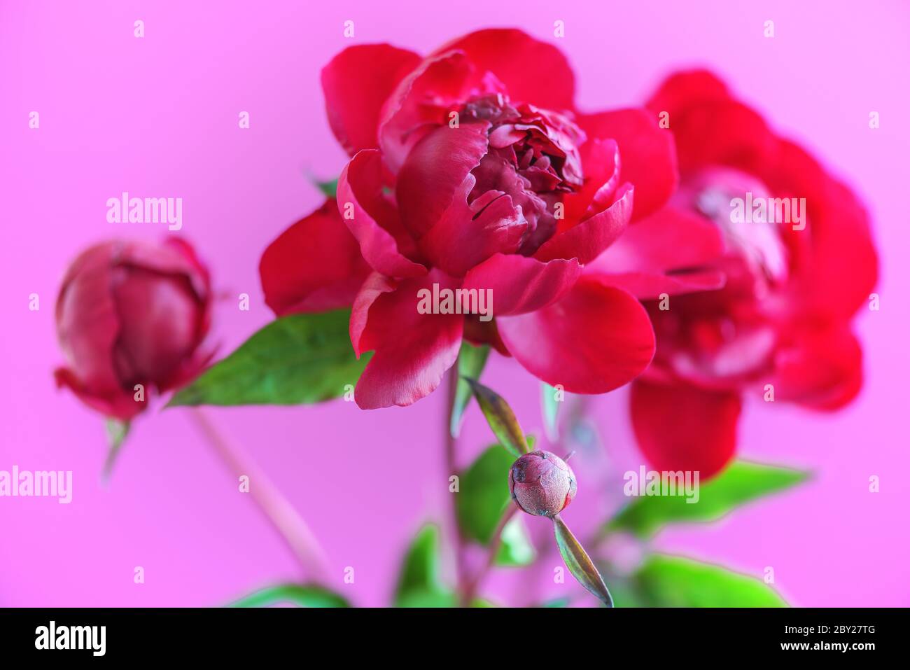 Bright red peonies close hi-res stock photography and images - Alamy