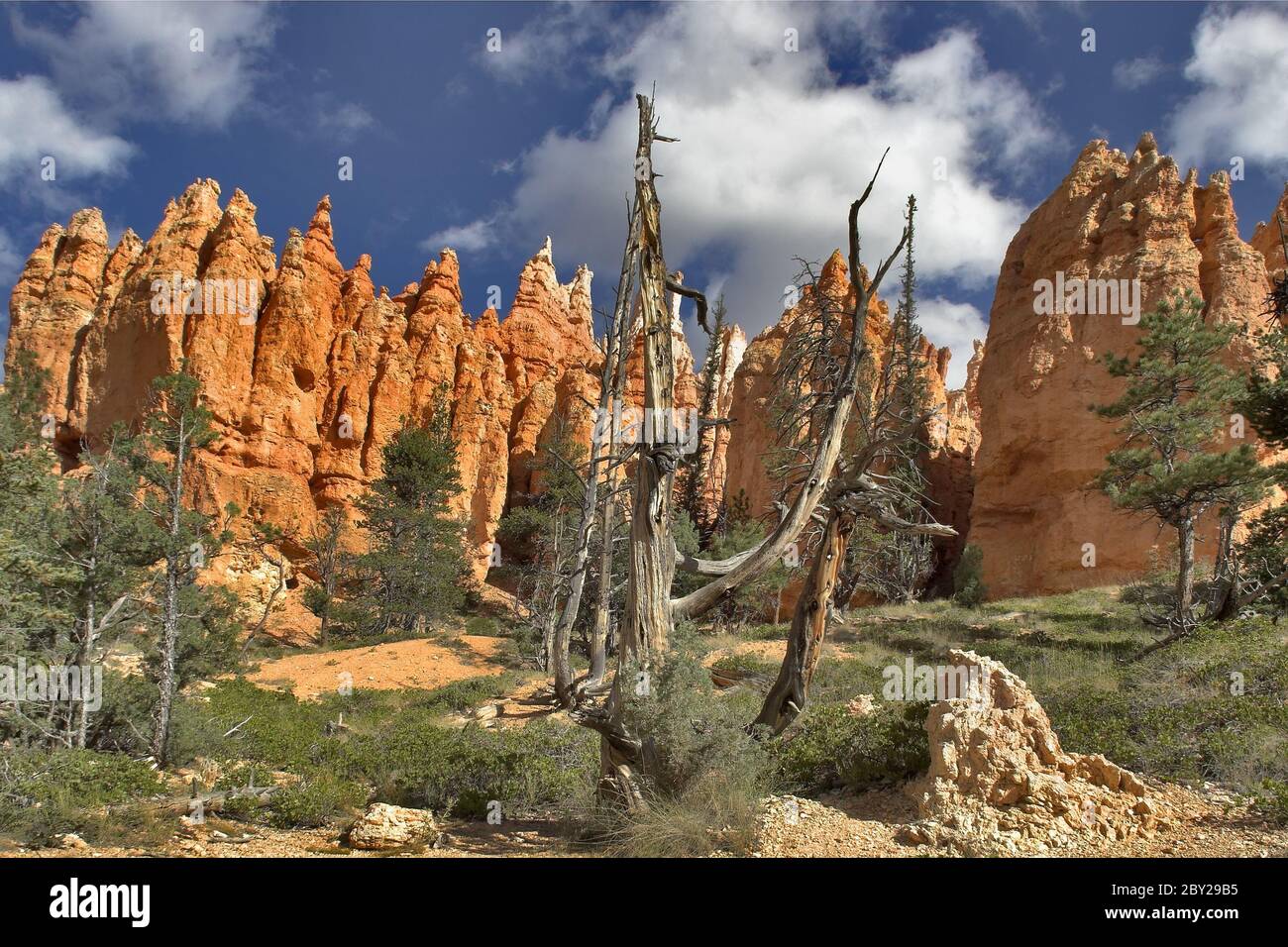 The dried up tree Stock Photo - Alamy