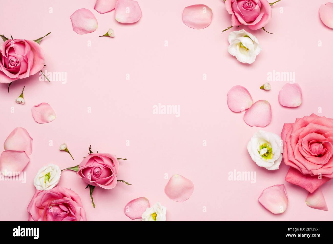 Flower roses frame and petals on pink pastel background. Floral ...