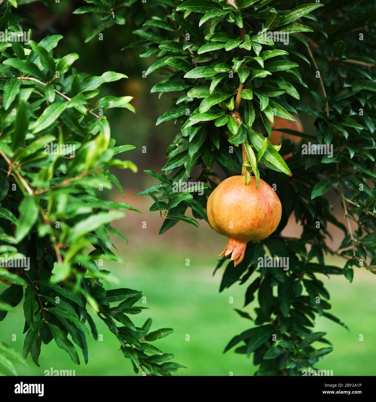 Pomegranate bush hi-res stock photography and images - Alamy