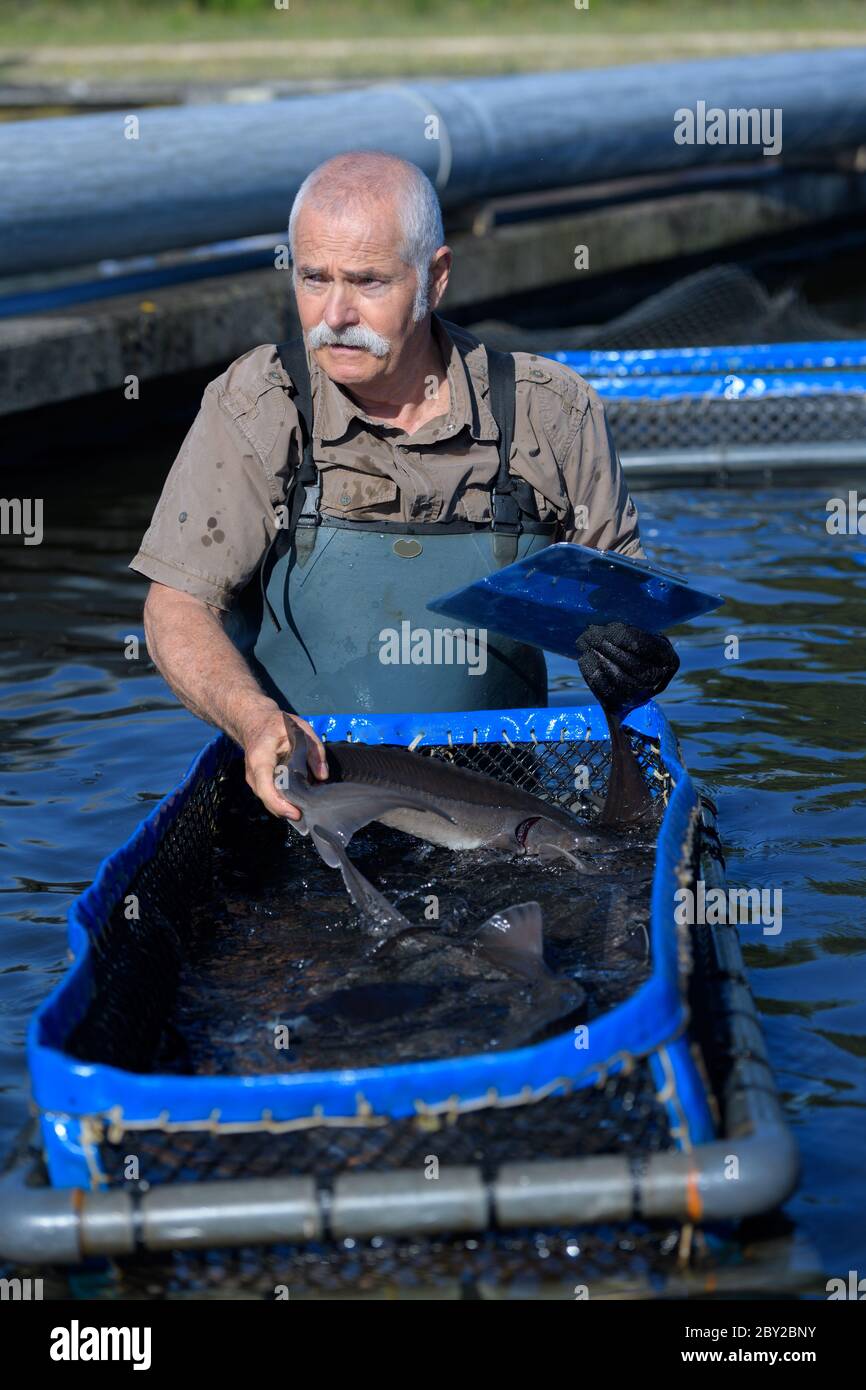 worker of farmed fish harvesting Stock Photo - Alamy