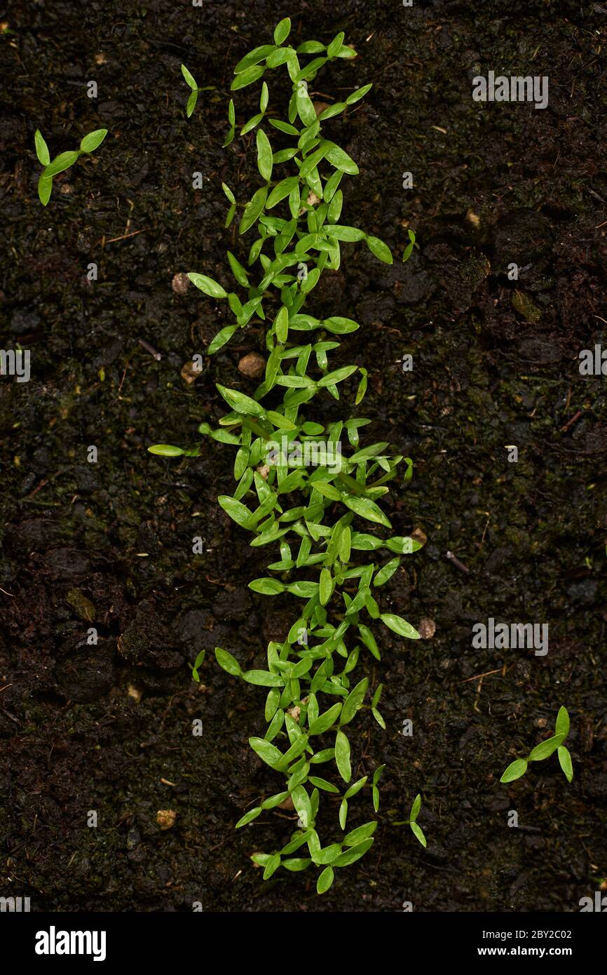 Parsley grass hi-res stock photography and images - Alamy