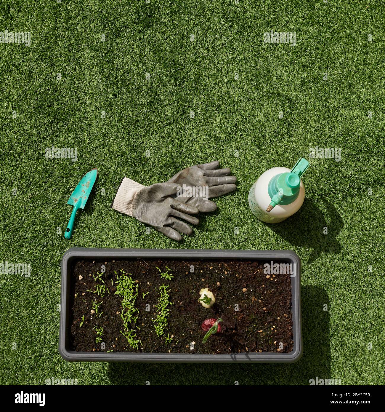 Home gardening, growing herbs in pot at the backyard Stock Photo - Alamy