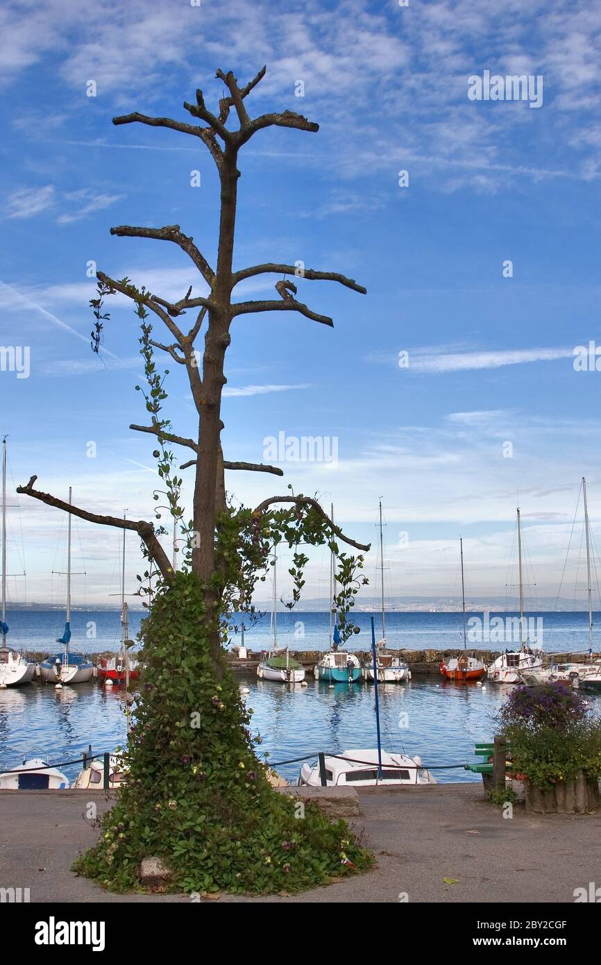 Tree in small port Stock Photo - Alamy