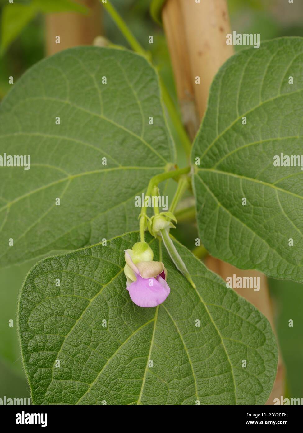 Bean flower hi-res stock photography and images - Alamy