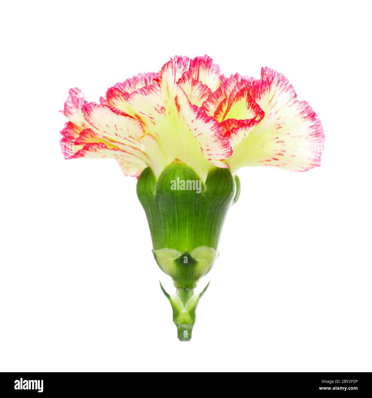 Pink and Yellow Carnation Stock Photo - Alamy