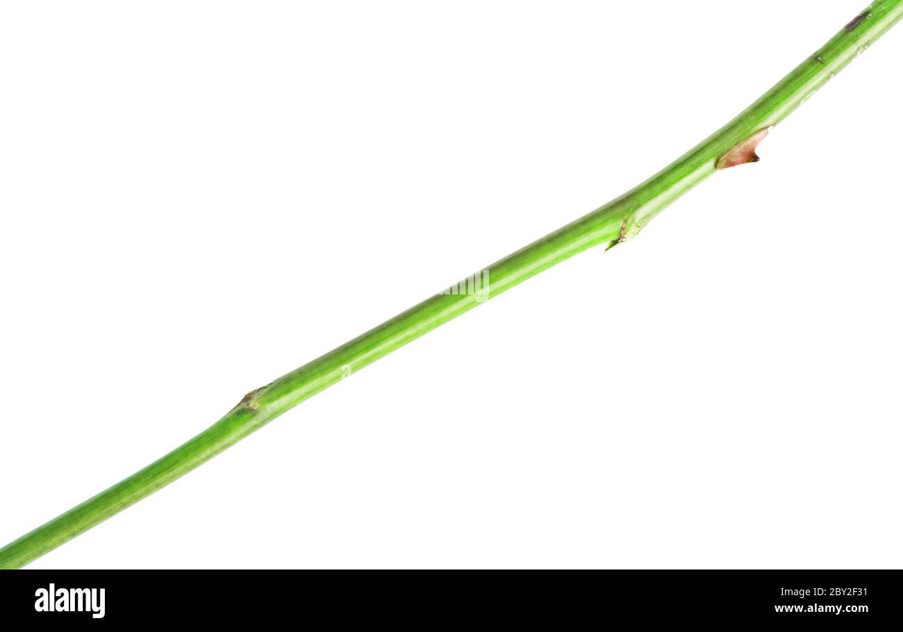 Long stem rose hi-res stock photography and images - Alamy