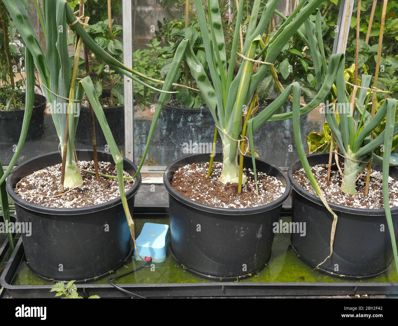 Giant world record strain of onions growing in pots using aqua valve ...