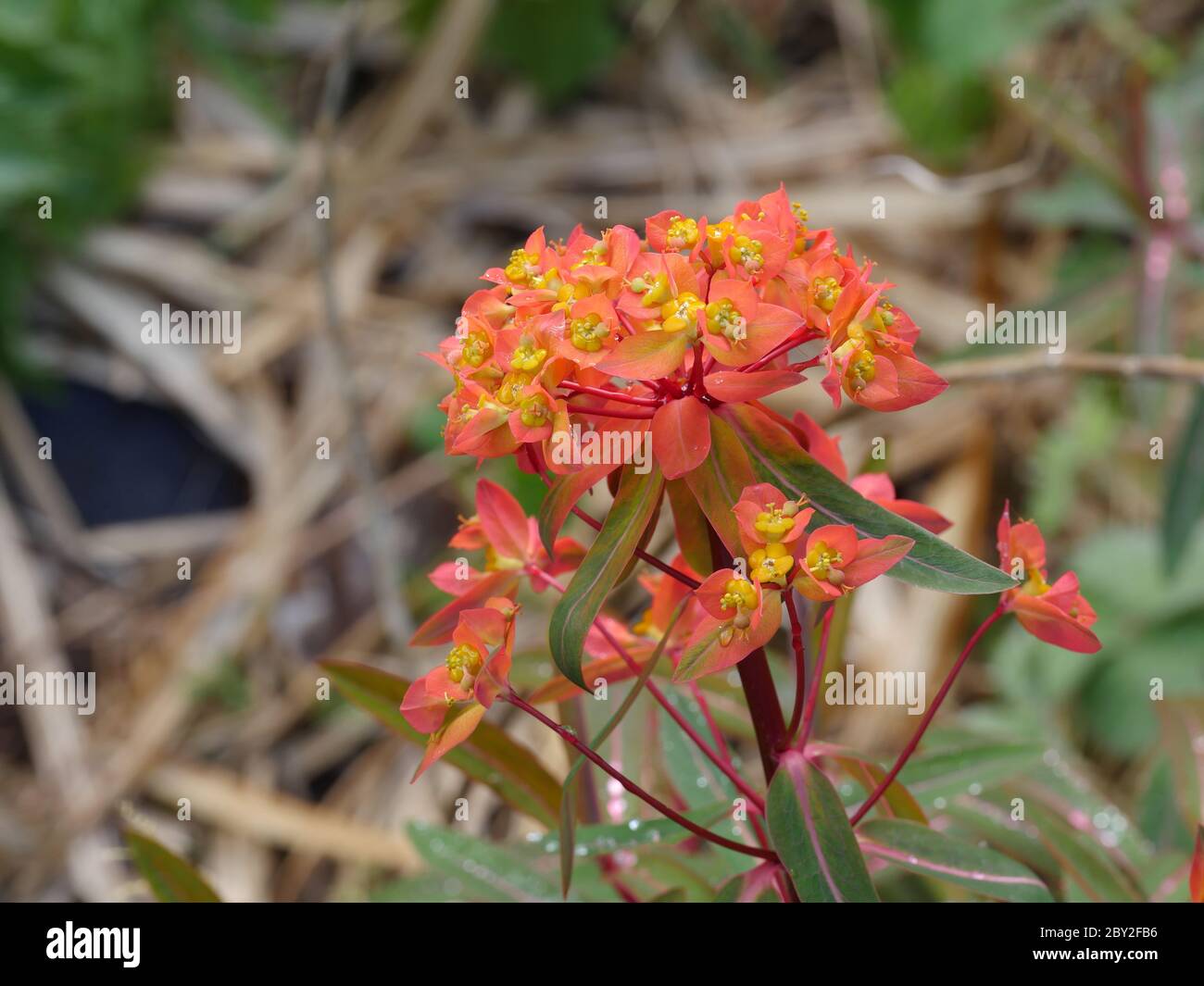 Euphorbia griffithii ‘Fireglow’ Stock Photo - Alamy