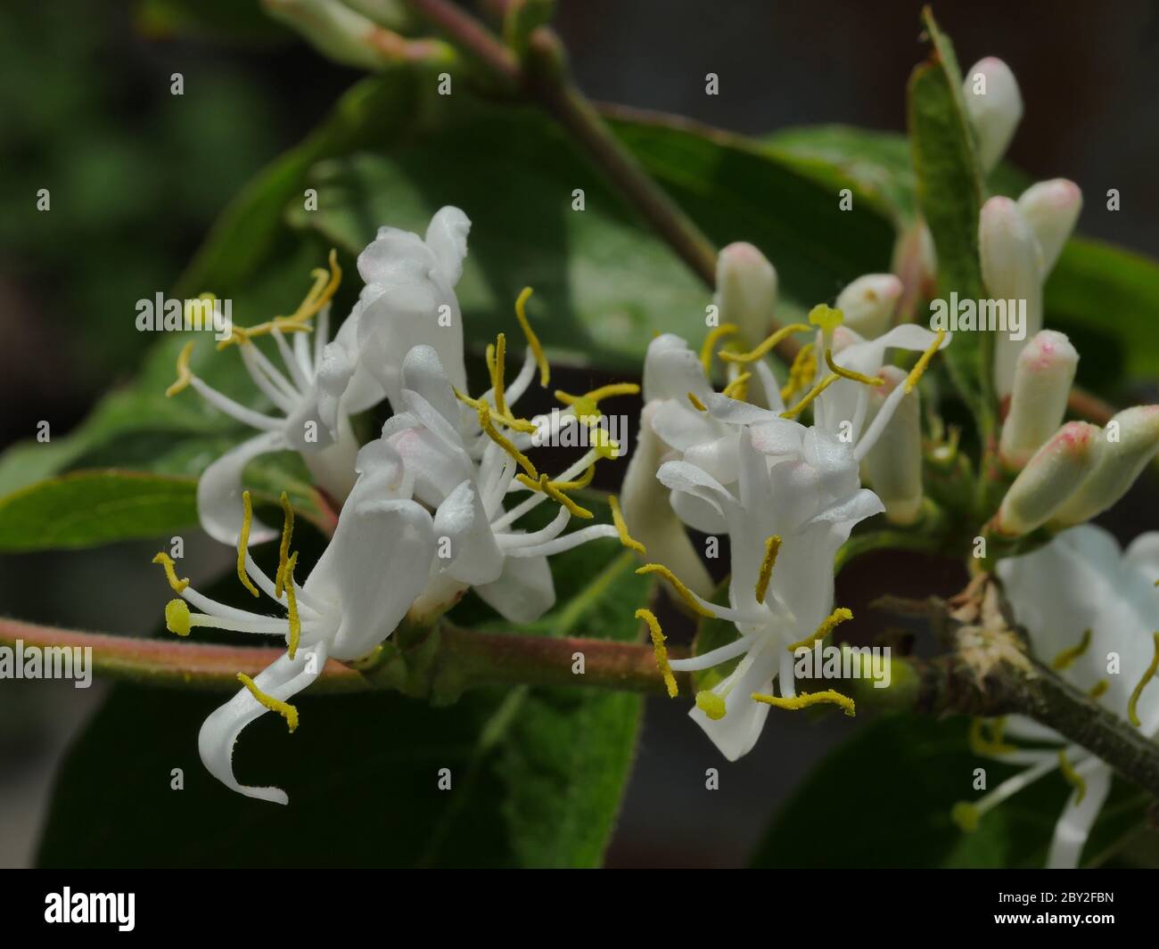 Tree Honeysuckle, Lonicera flowers close up Stock Photo - Alamy