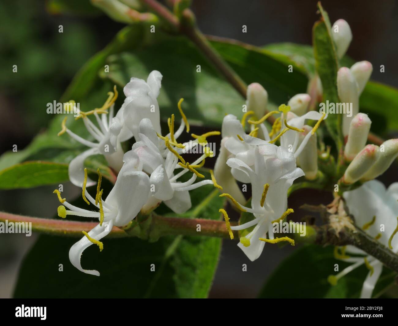 Tree Honeysuckle, Lonicera flowers close up Stock Photo - Alamy