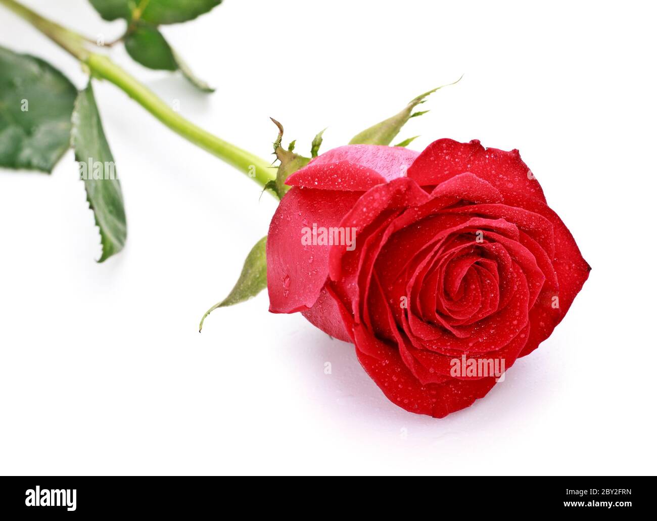 Single red rose long stem hi-res stock photography and images - Alamy