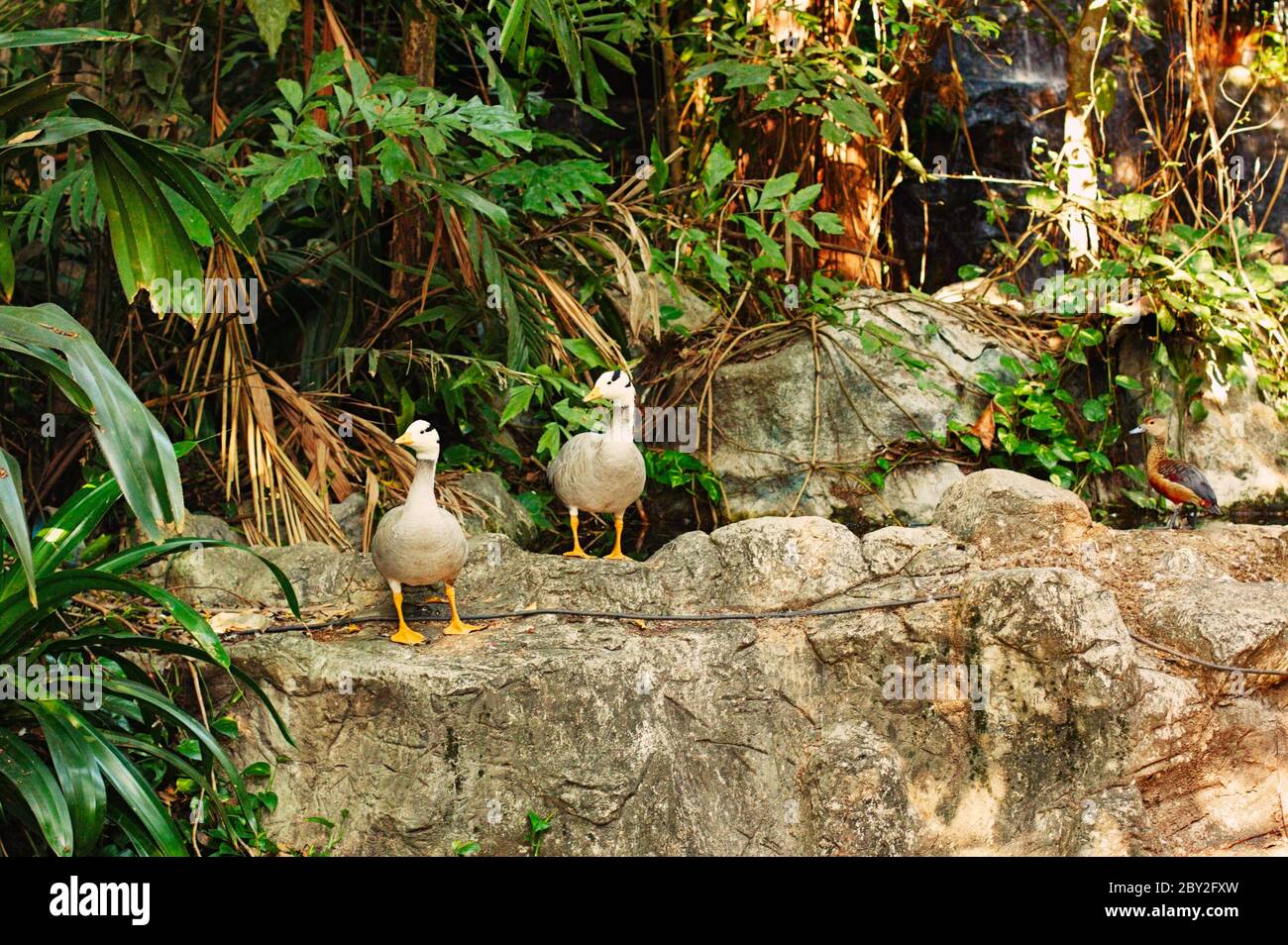 Two young ducks hi-res stock photography and images - Alamy