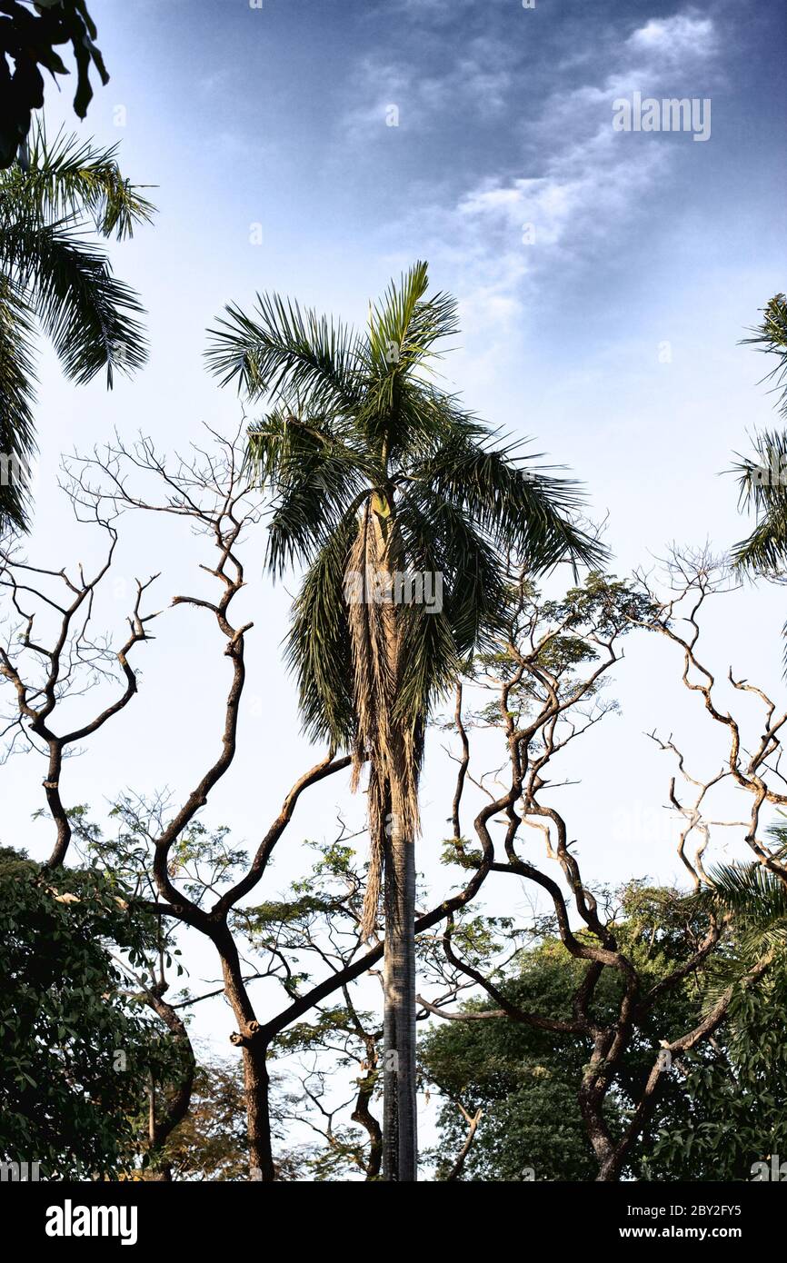 Dramatic jungle hi-res stock photography and images - Alamy