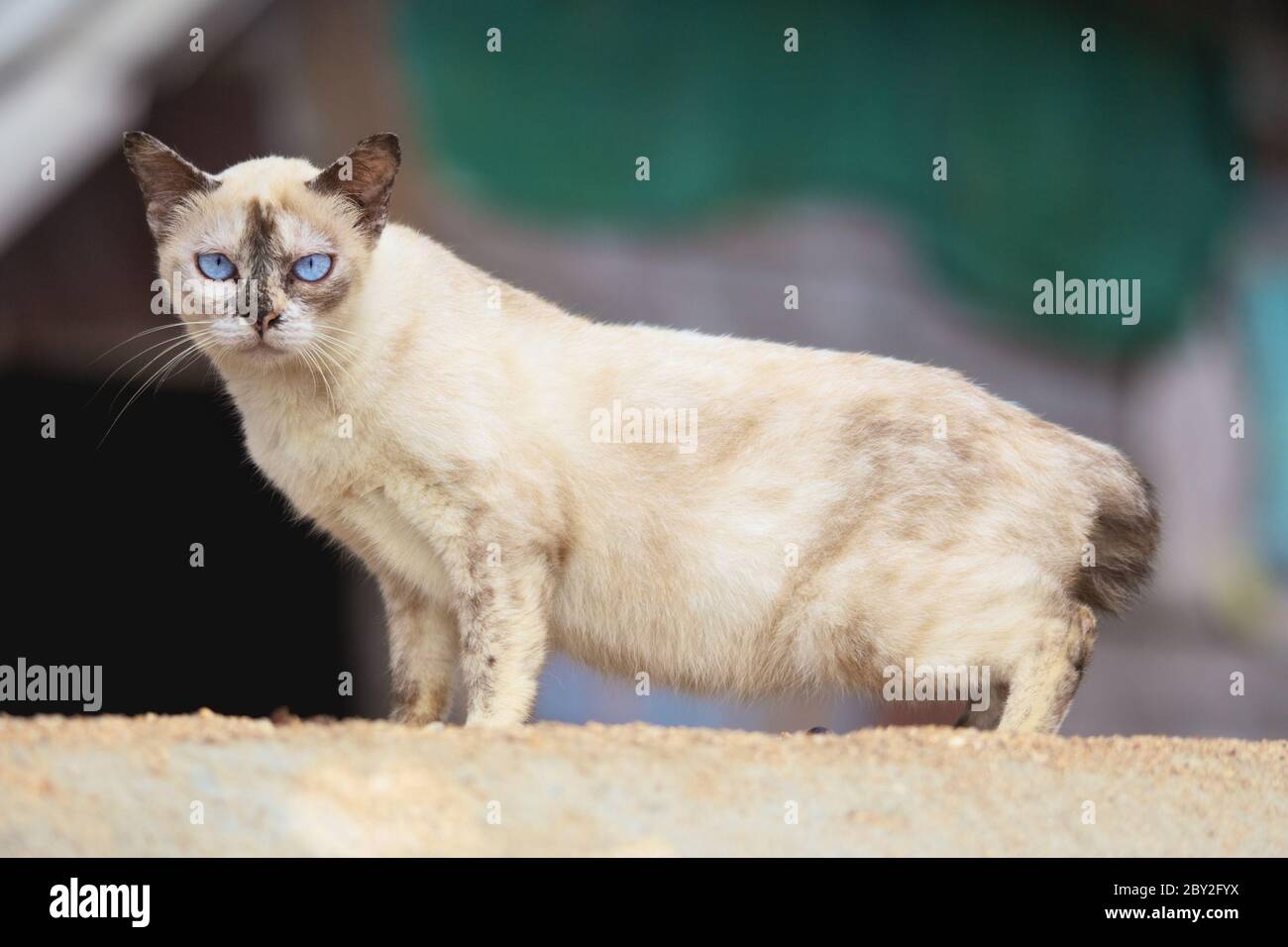 Cat mew hi-res stock photography and images - Alamy