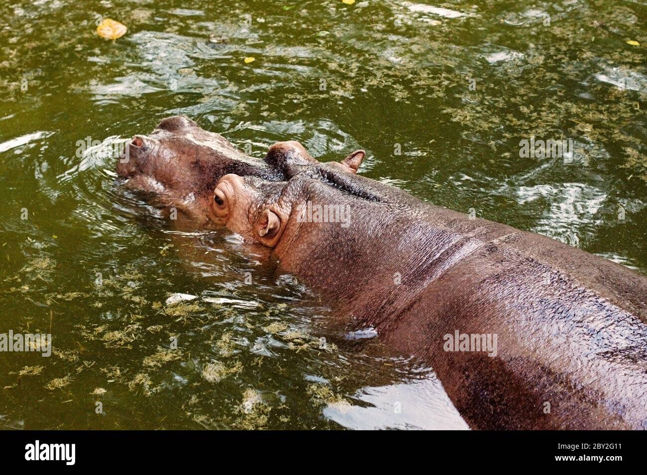 Behemoth hi-res stock photography and images - Alamy