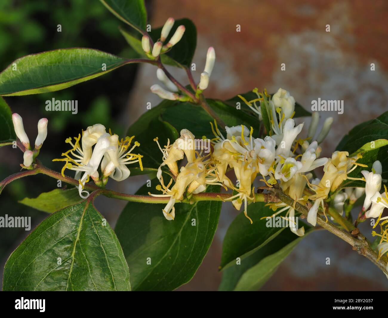 Tree Honeysuckle, Lonicera flowers close up Stock Photo - Alamy