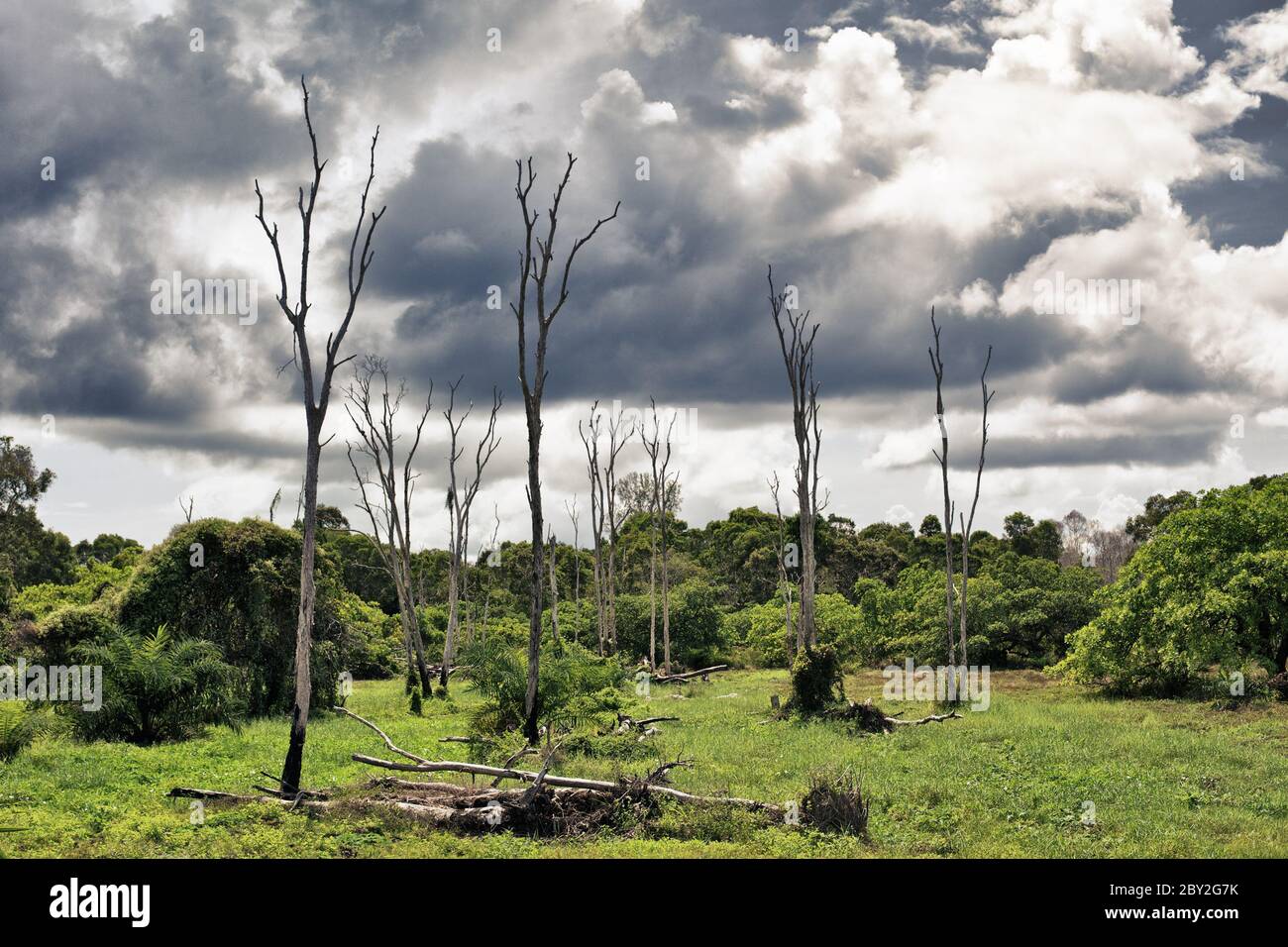Dry Trees on Swamp Stock Photo - Alamy
