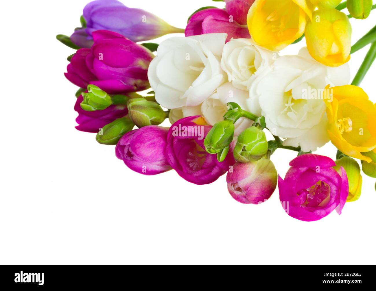 Freesias garden border hi-res stock photography and images - Alamy