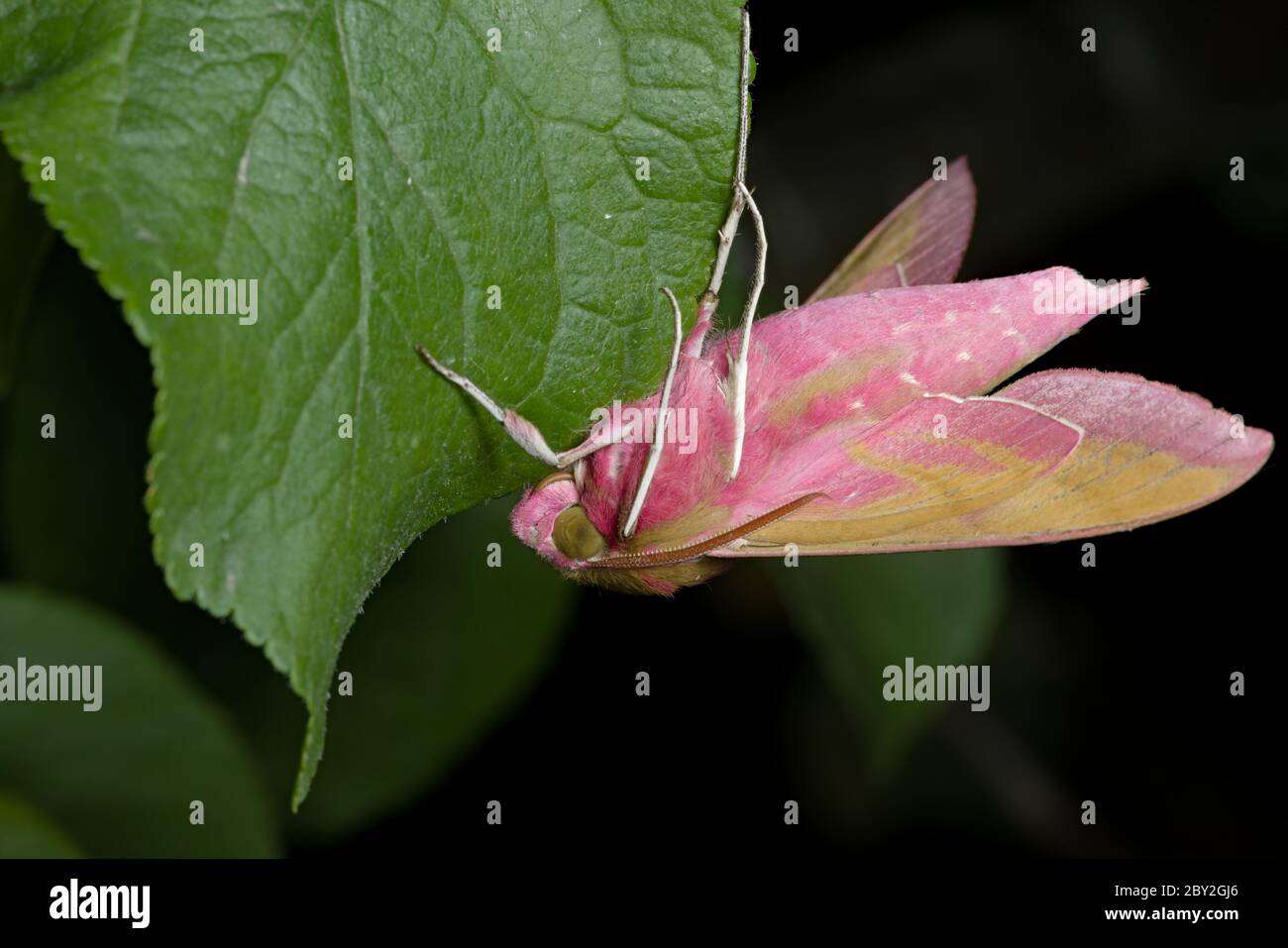 Close up underside shows the furry bright pink body of a small elephant ...