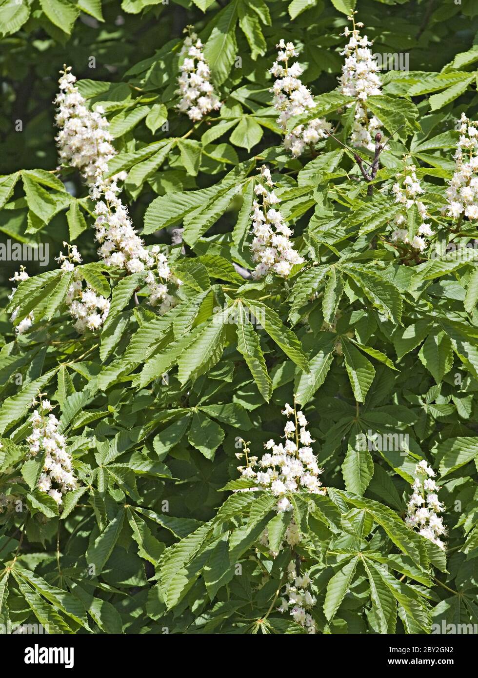 Flowers of chestnut tree amidst green foliage Stock Photo - Alamy