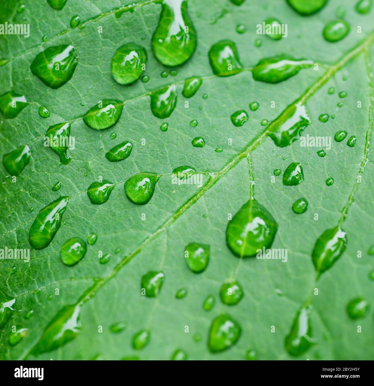 droplets on leaf - shallow focus Stock Photo - Alamy